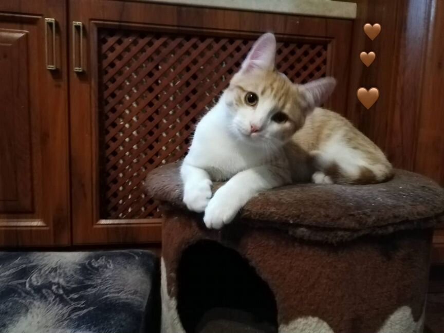 Рыжик котёнок бесплатно в дар