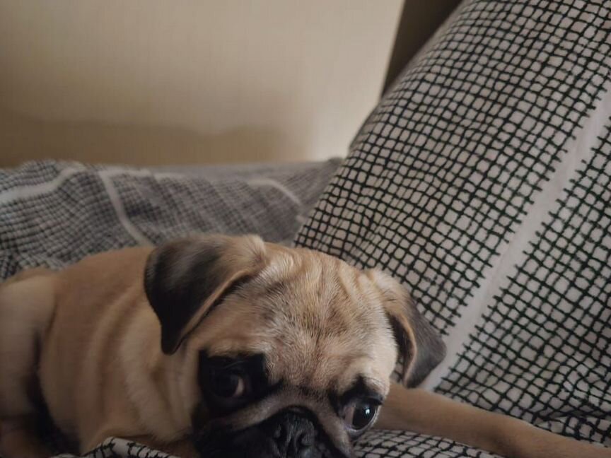 Ищет новый дом