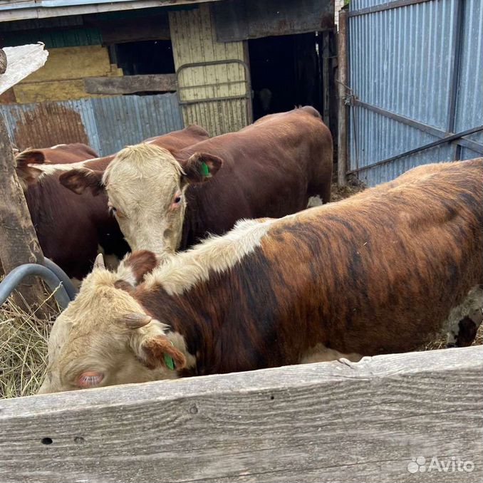 Бычки герефорды