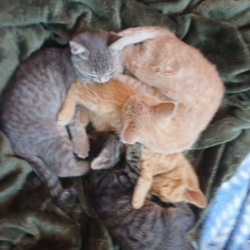 Котята в добрые руки