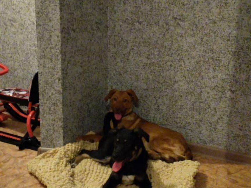 Две девочки сестрички