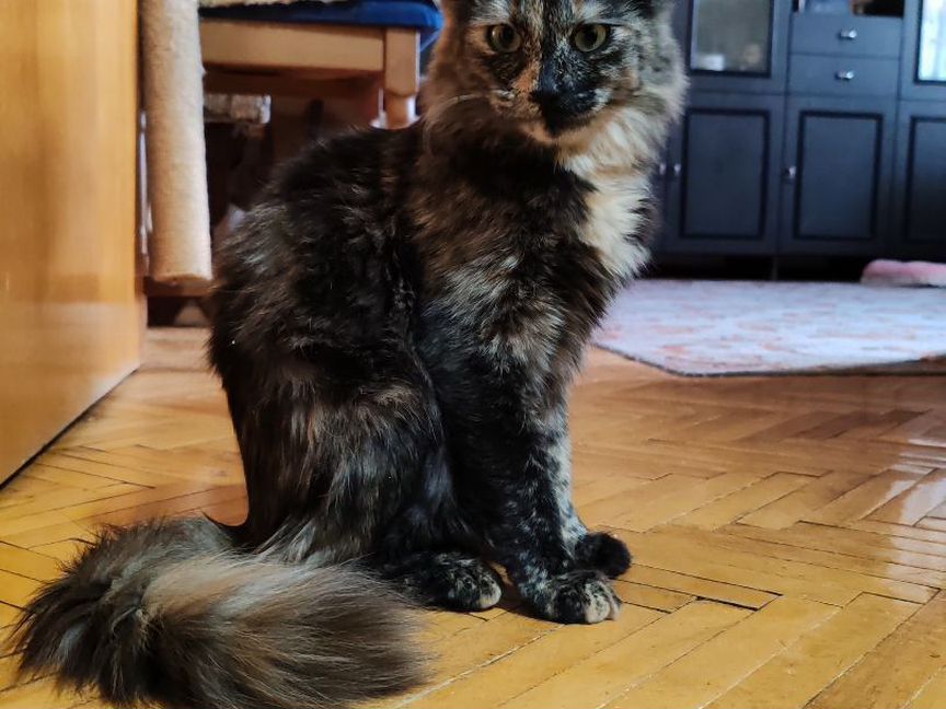 Трёх цветная Кошечка