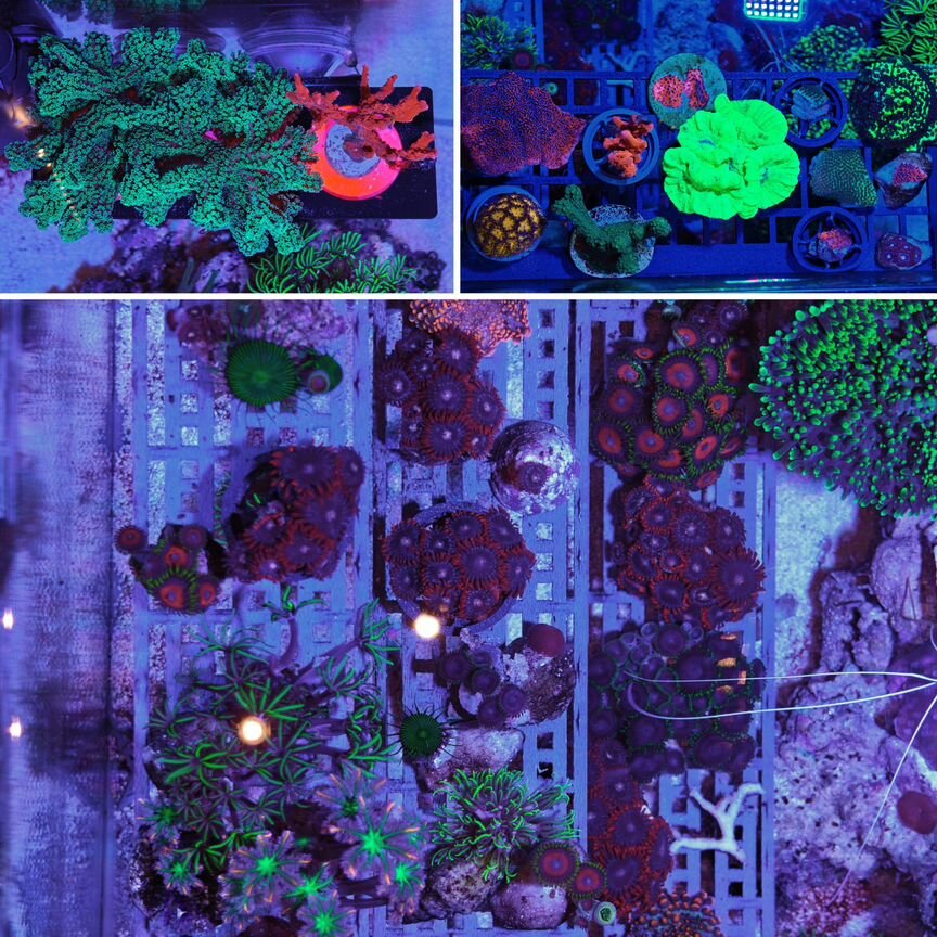 Кораллы в морской аквариум