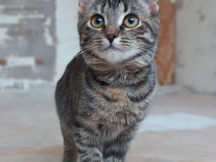 Котенок в добрые руки