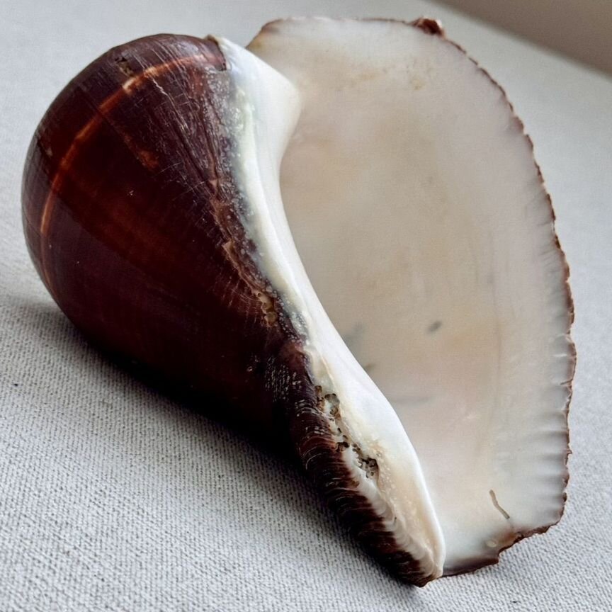 Раковина морская большая