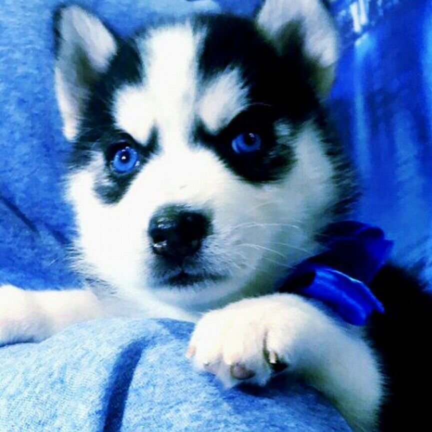 Лучшие щеночки хаски