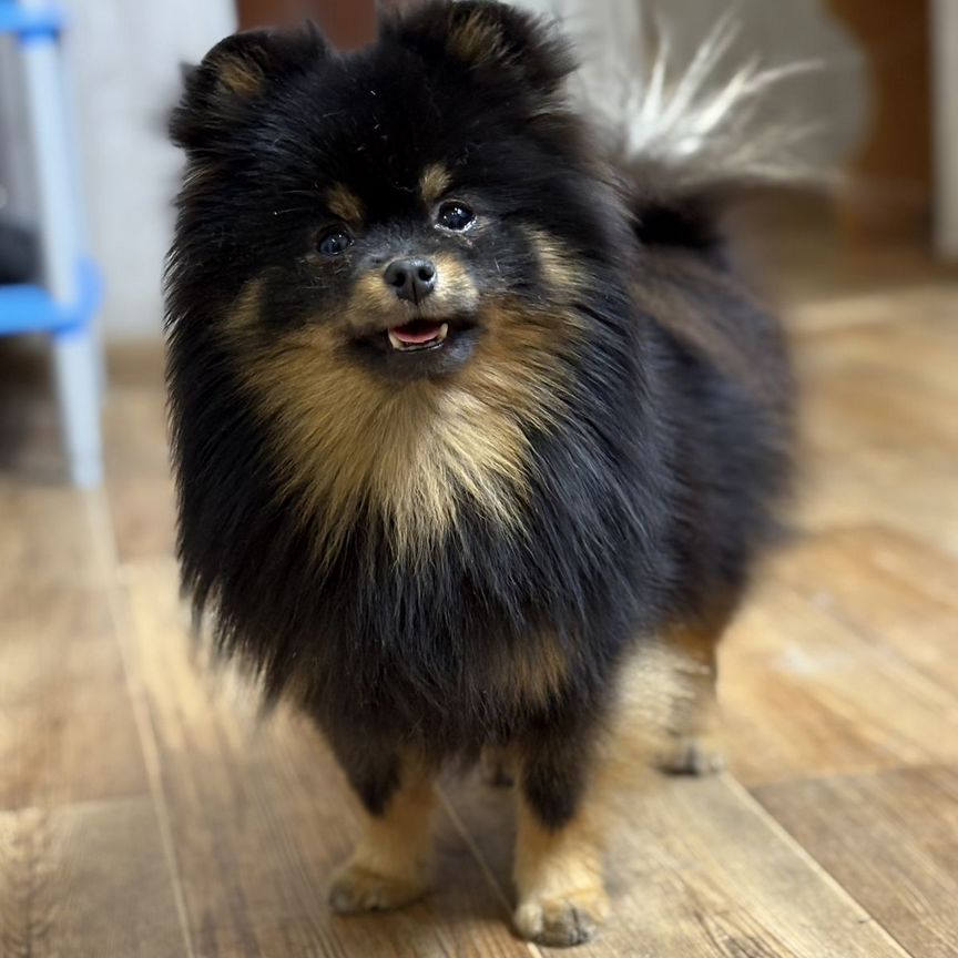 Померанский шпиц, взрослая собака