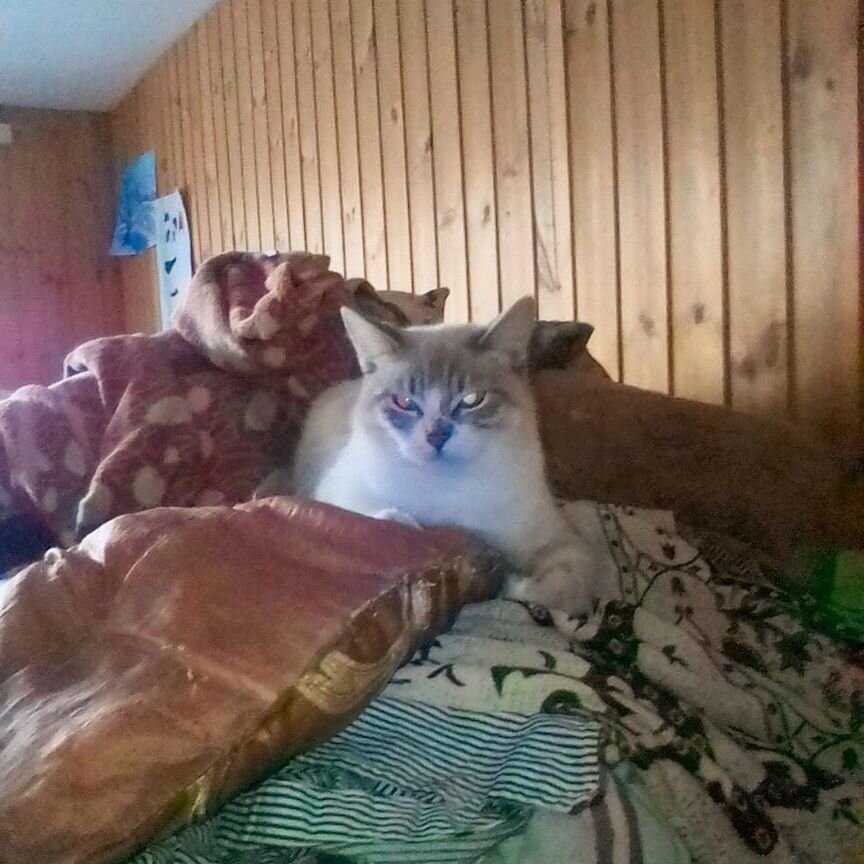 Котики годовалые