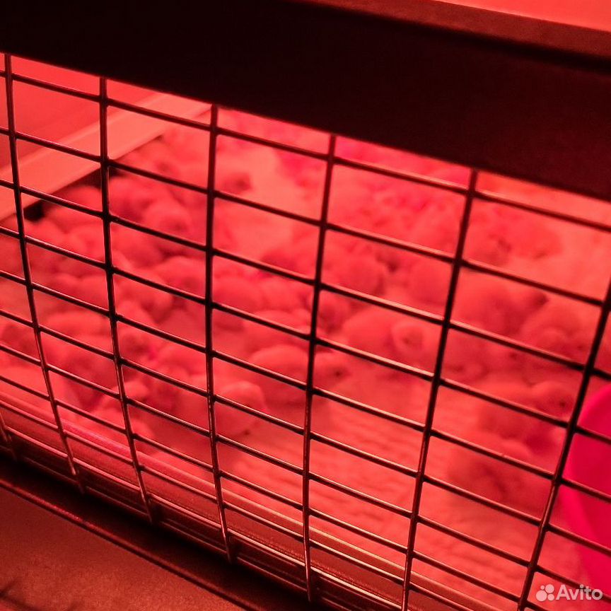 Перепела суточные Радонежские