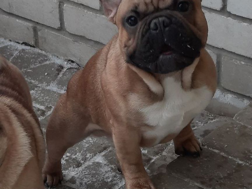 Французский бульдог