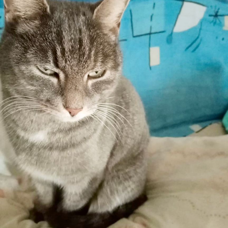 Кошечка-потеряшка