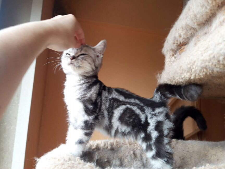 Великолепный Морис