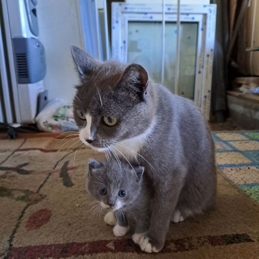 Котята в добрые руки бесплатно