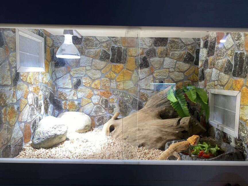 Террариум для бородатой агамы