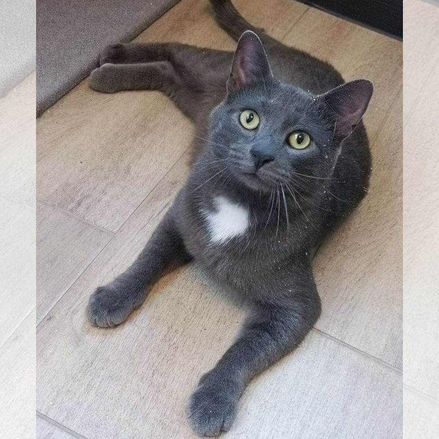 Марвик плюшевый котик