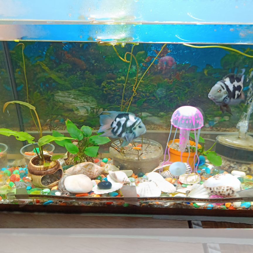 Рыбки аквариумные продам