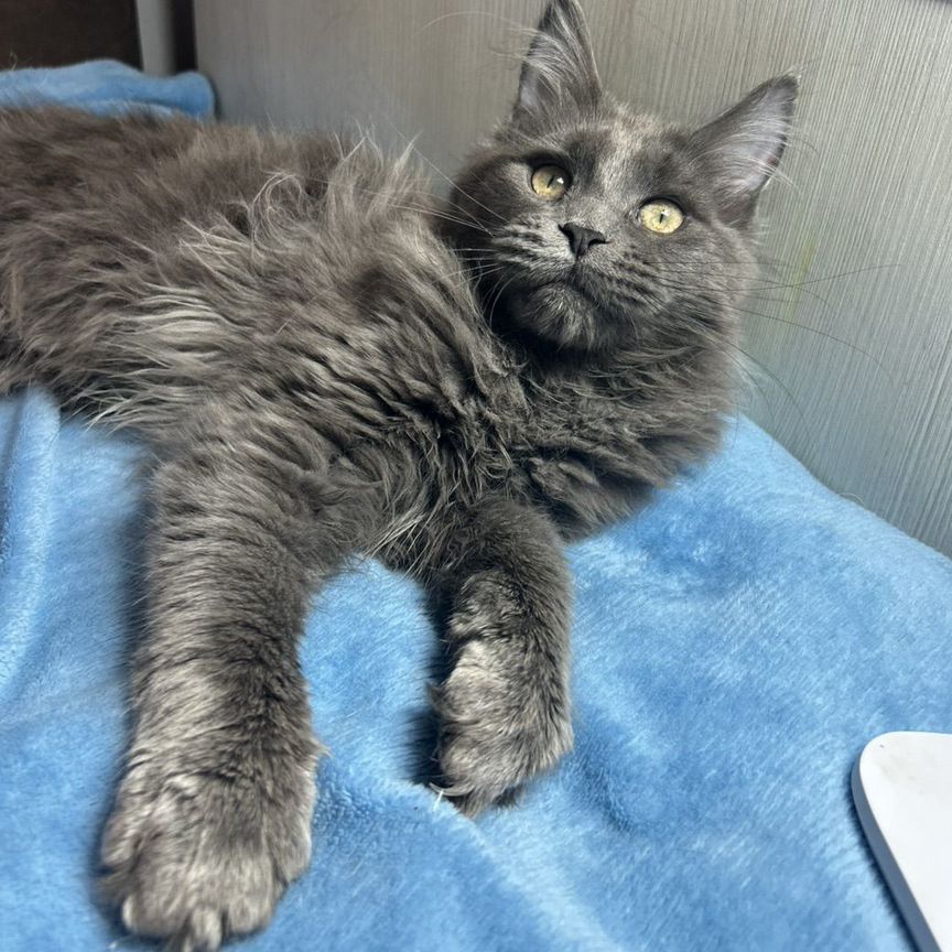 Мейн-кун котёнок