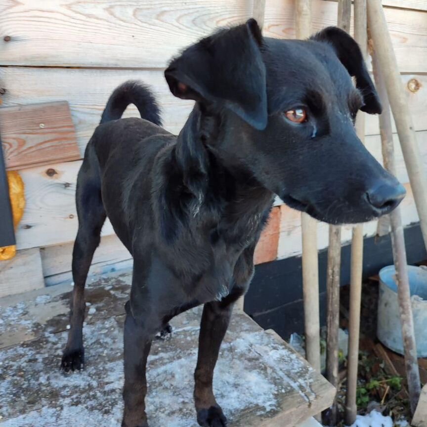 Отдам собачку в добрые руки