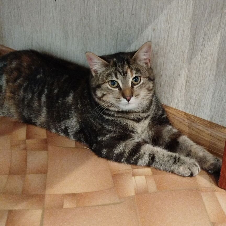 Кошка в добрые руки