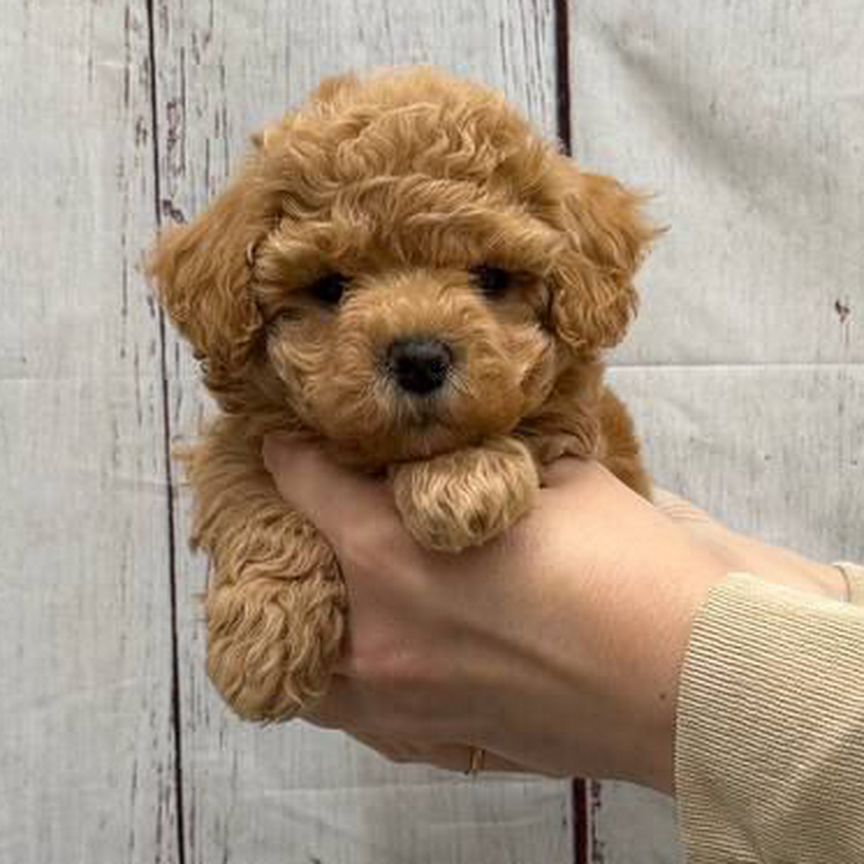 Мальтипу, щенок