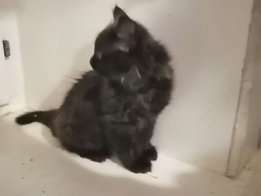 Котята 2 мес