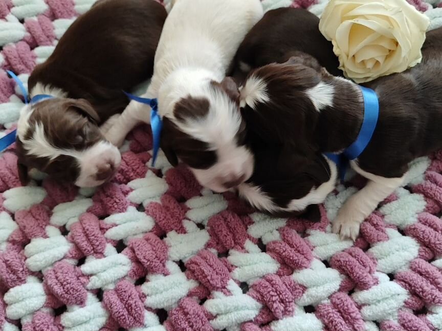 Щенки русского охотничьего спаниеля