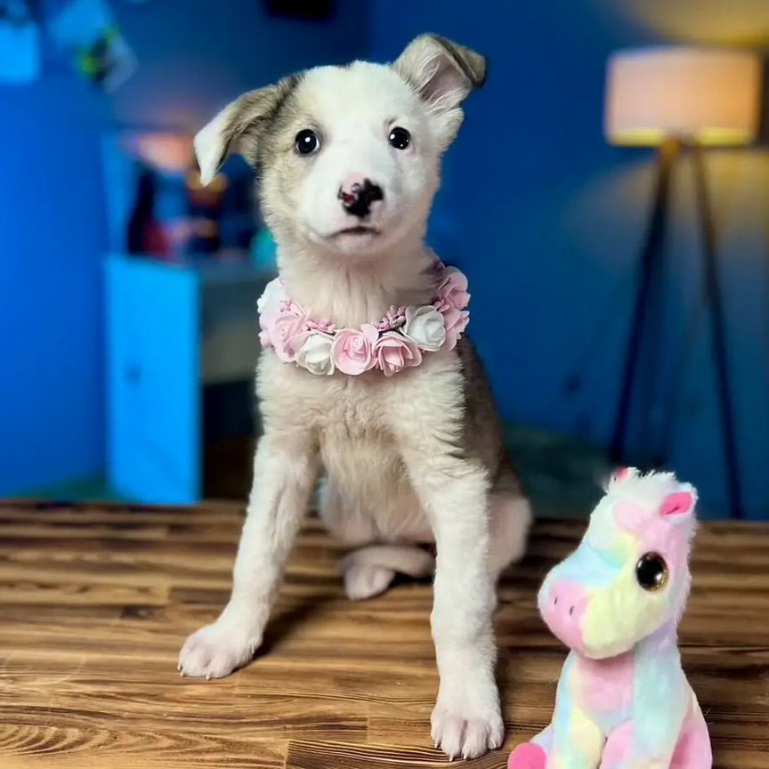 Щенок в добрые руки