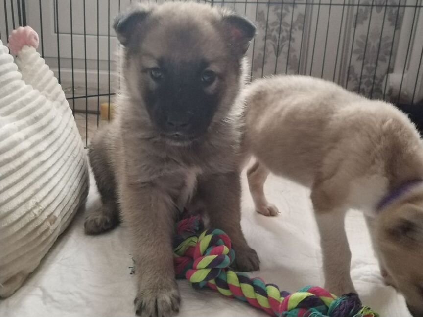 Щенки в добрые руки