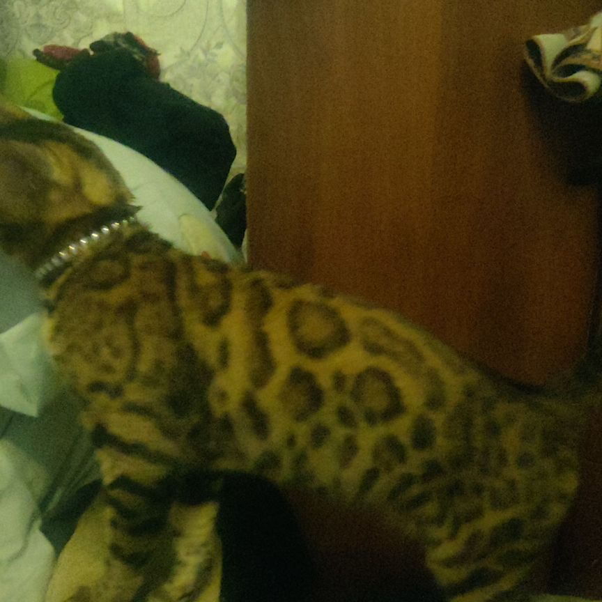 Вязка с бенгалом