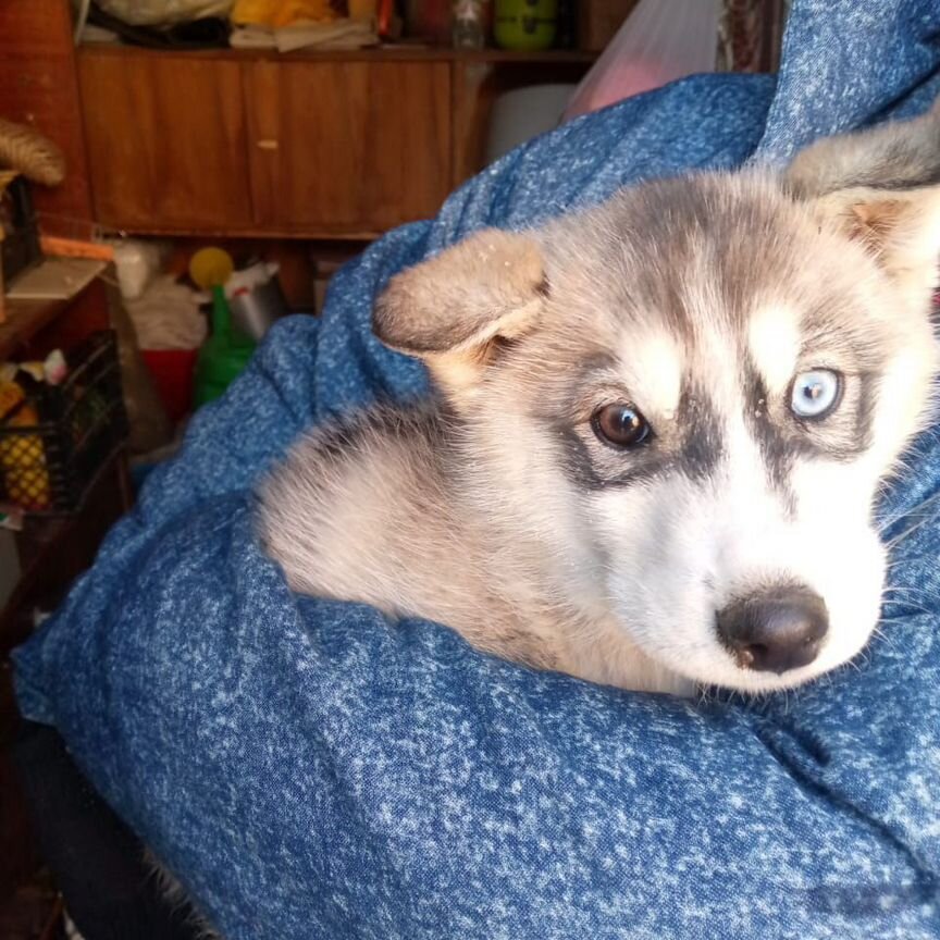 Сибирский хаски