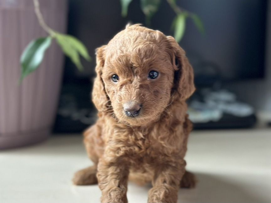 Девочки пуделя