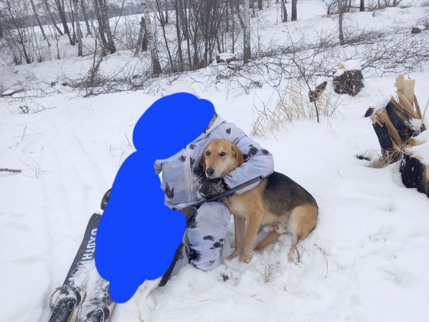 Русская гончая Выжлец