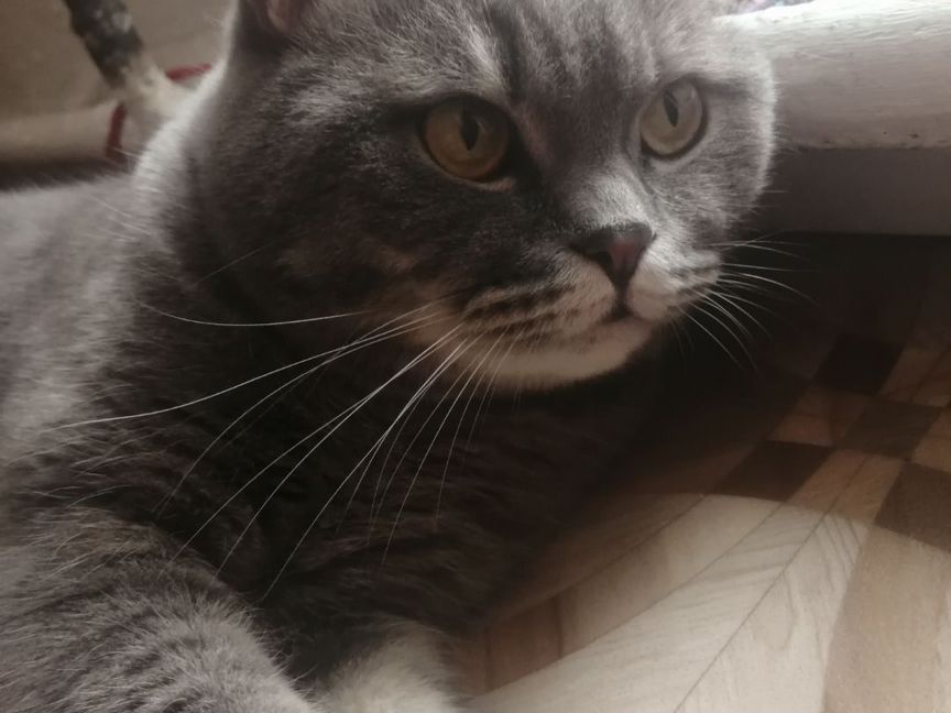 Шотланский кот, кастрированный