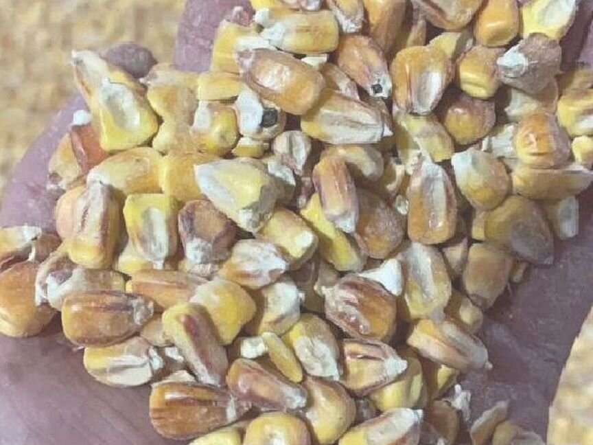 Зерно Кукуруза