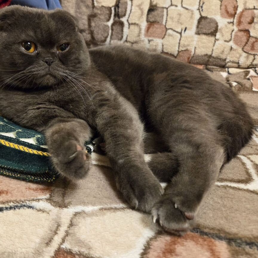 Шотландская вислоухая короткошёрстная кошка, взрослая