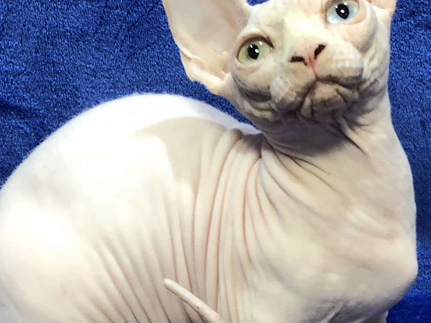 Девочка бамбино