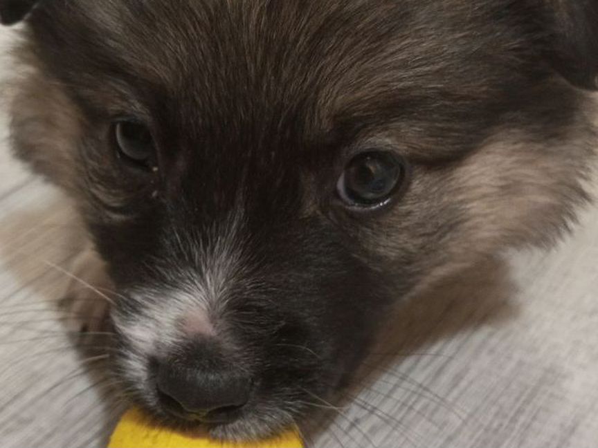 Маленькое счастье в добрые руки