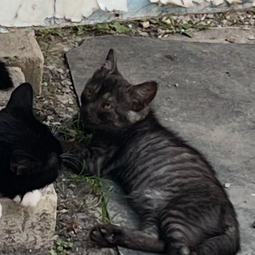 Потерялась кошка Воронеж