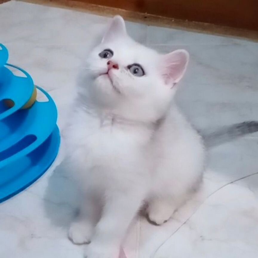 Британский короткошёрстный котёнок