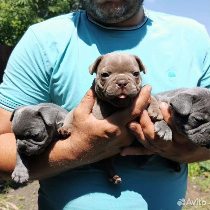 Французский бульдог щенки эксклюзивные цвета