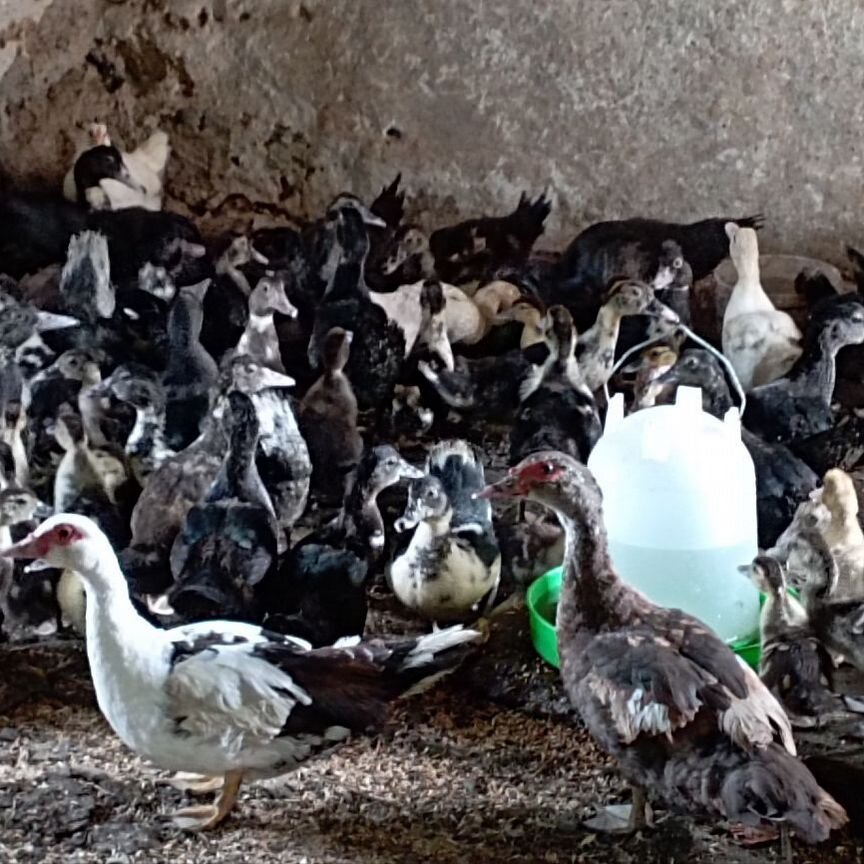 Индоутки индоутята