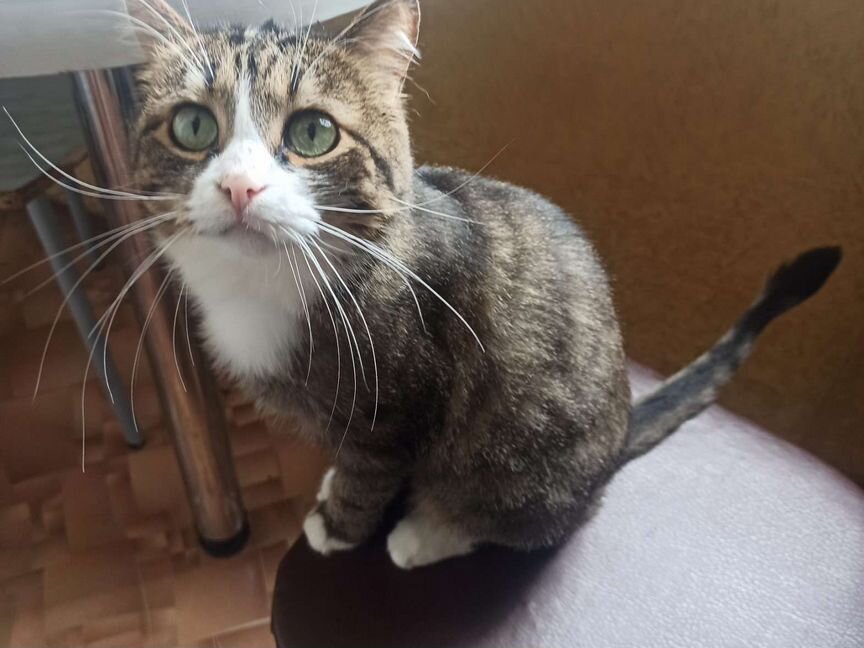 Котик Василий