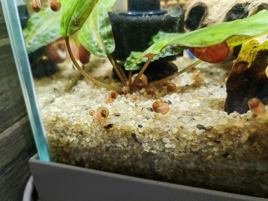 Улитки аквариумные
