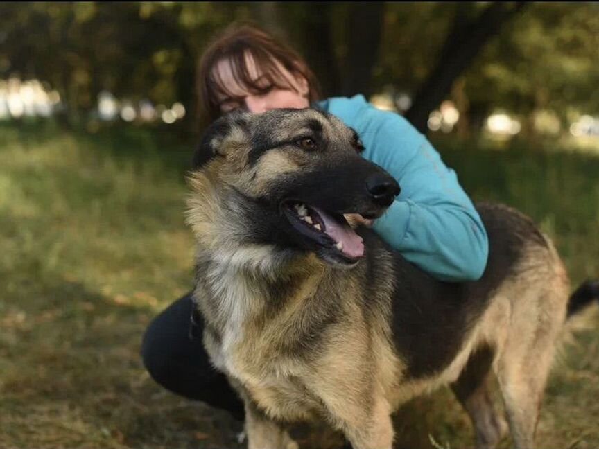 Метис овчарки Гранд в добрые руки