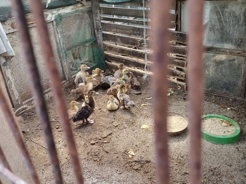 Утята тяжелой линии