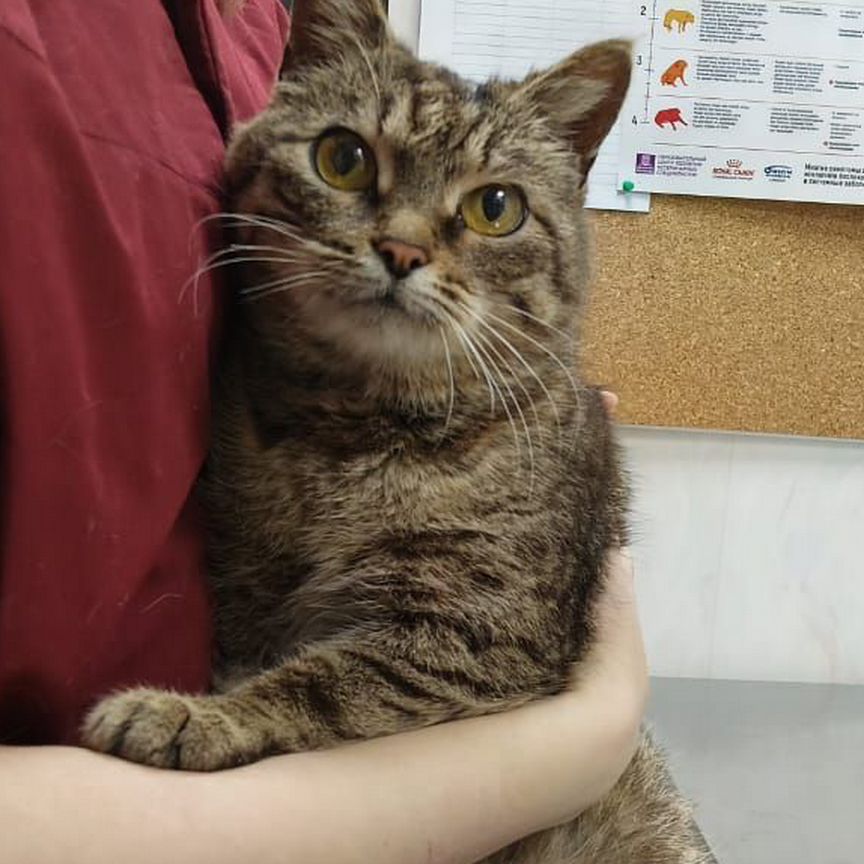 Взрослая кошка в добрые руки