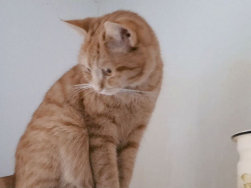 Кошка рыжая, ласковая, одинокая. 10 месяцев