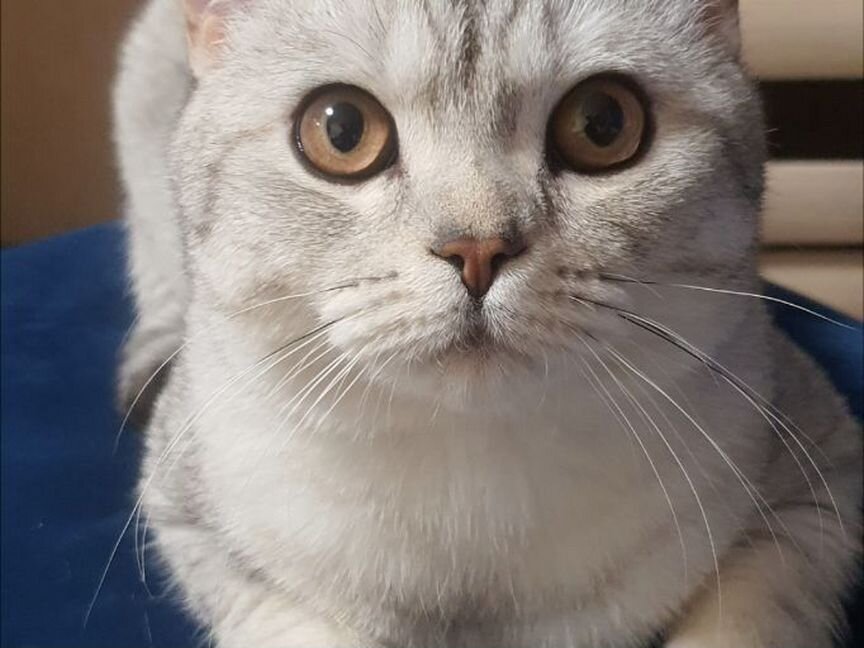 Котенок Шотландец