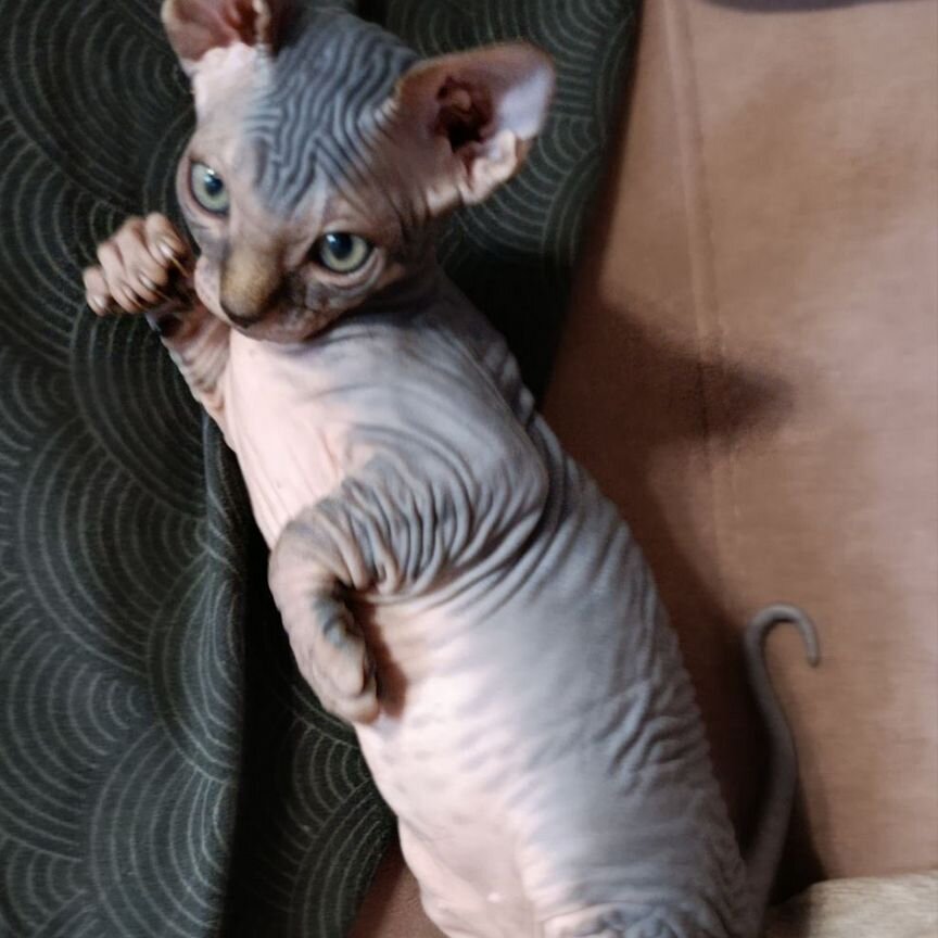 Канадский сфинкс