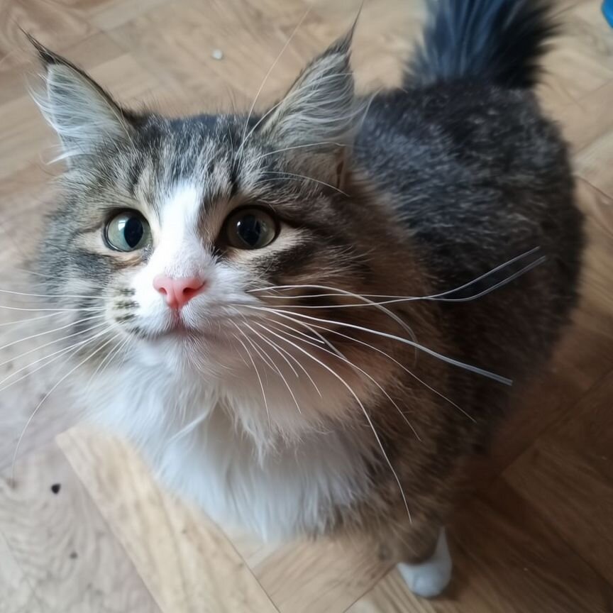 Котёнок в добрые руки